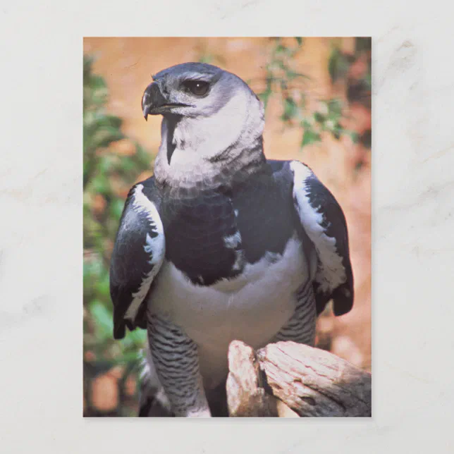 Harpey Eagle Postcard | Zazzle