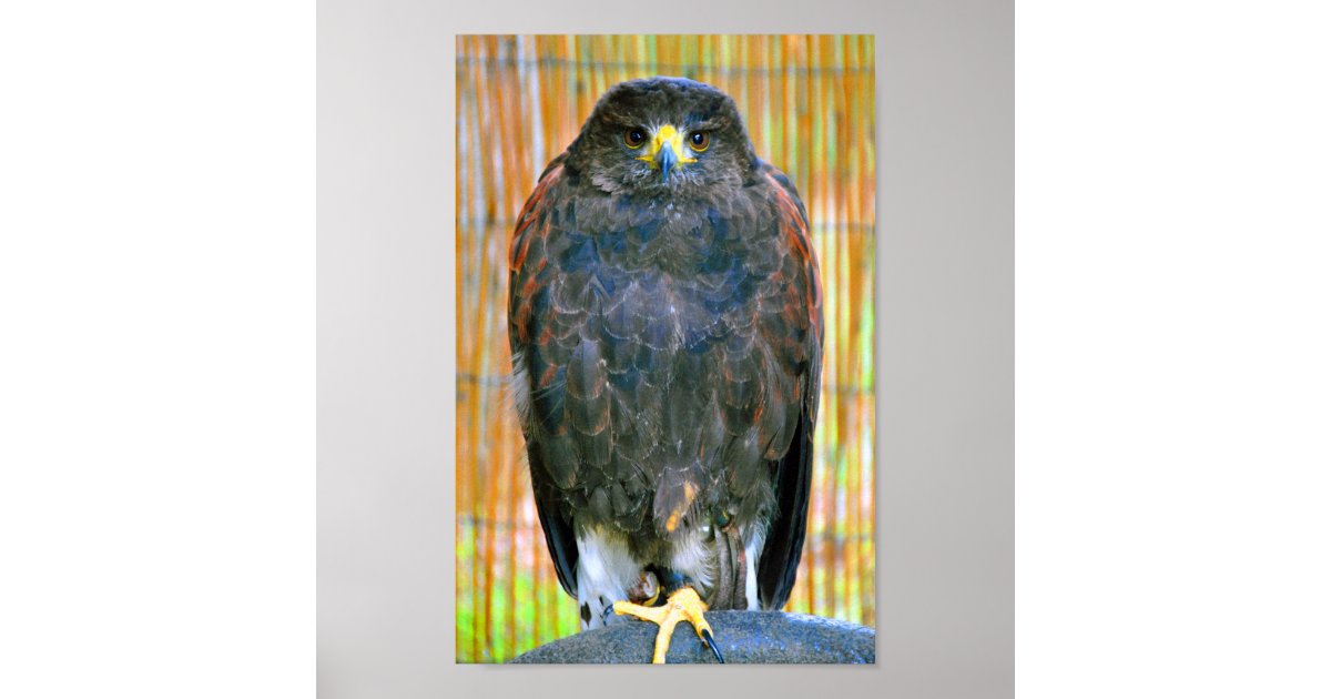 Harris Hawk Bird Of Prey Poster | Zazzle