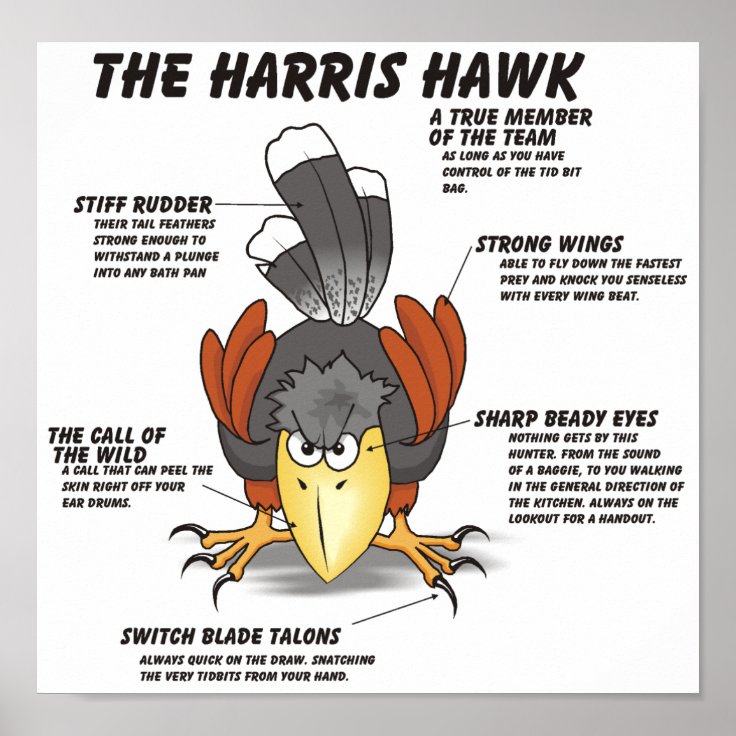 Harris Hawk Cartoon Poster | Zazzle