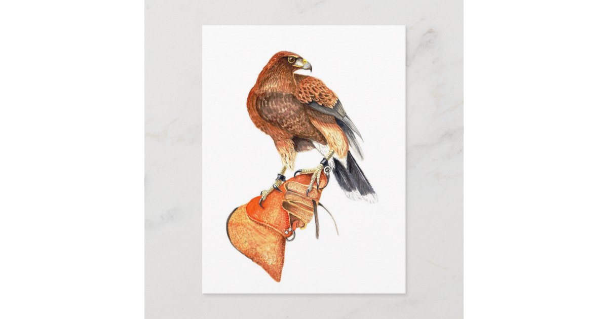 Harris hawk on Glove postcard | Zazzle