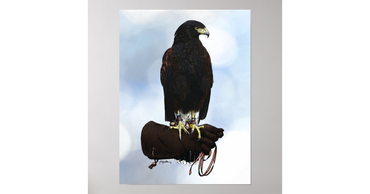 Harris Hawk on Glove Poster | Zazzle