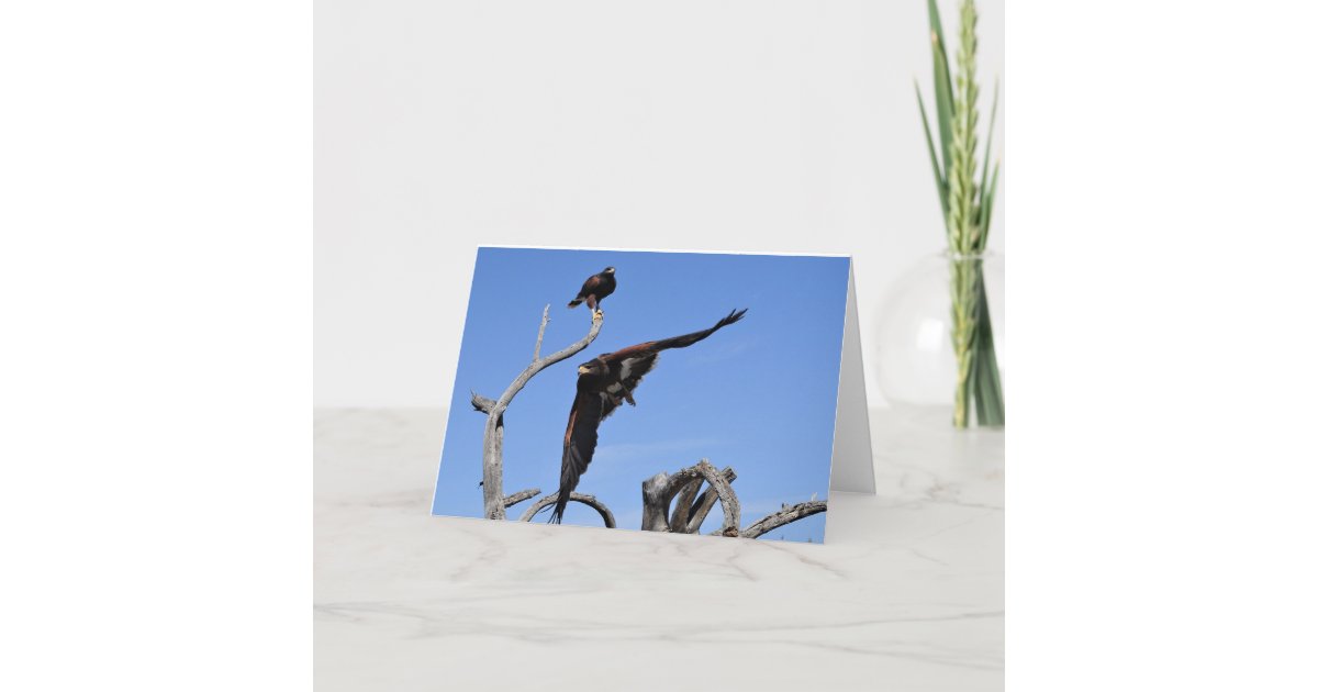 Harris Hawks perched and in flight Thank You Card | Zazzle