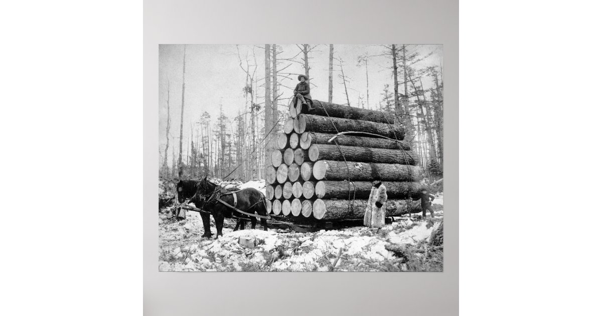 Hauling a Load of Logs, 1908. Vintage Photo Poster | Zazzle