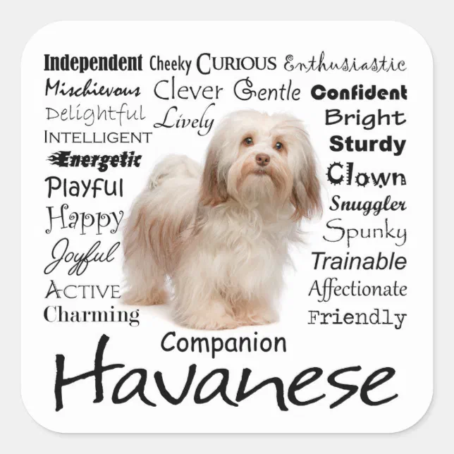 Havanese Traits Stickers | Zazzle