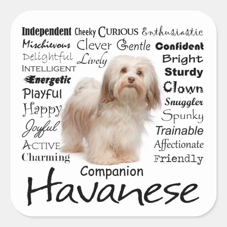 Havanese Traits Stickers | Zazzle