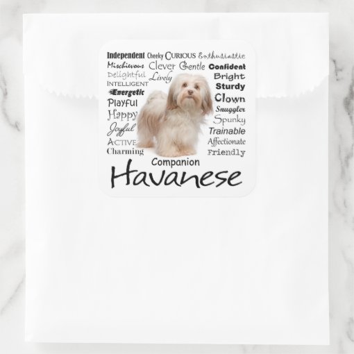 Havanese Traits Stickers | Zazzle