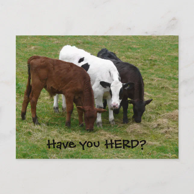 Have you HERD? Three Cows Postcard | Zazzle