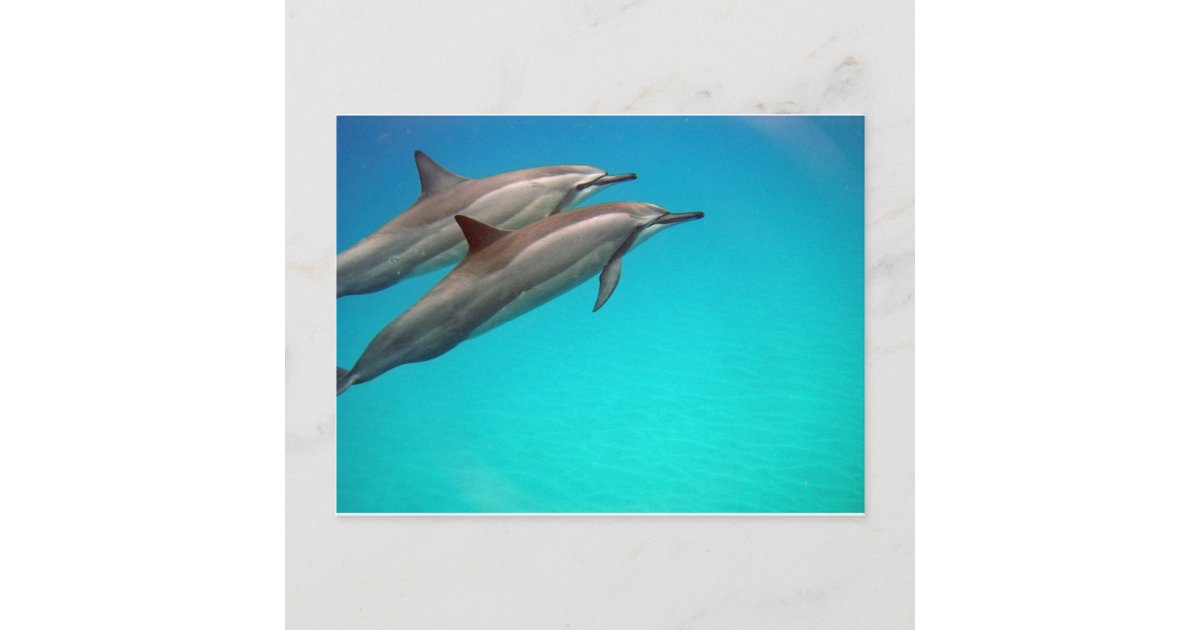 Hawaii Dolphins Postcard | Zazzle