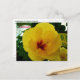 Hawaii Flower Yellow Hibiscus Postcard | Zazzle