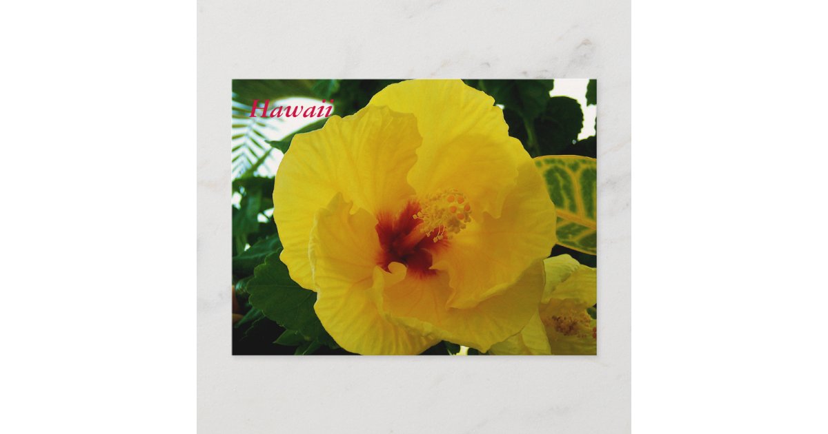 Hawaii Flower Yellow Hibiscus Postcard | Zazzle