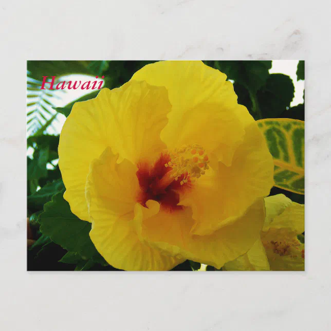 Hawaii Flower Yellow Hibiscus Postcard | Zazzle