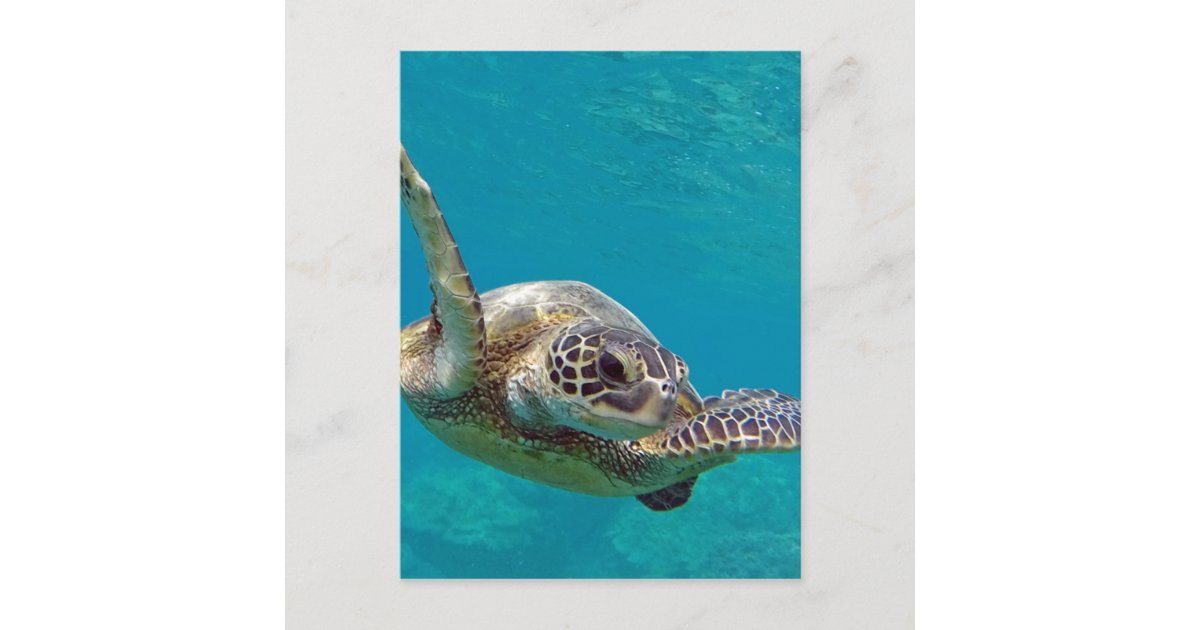Hawaii Green Sea Turtle - Honu Postcard | Zazzle