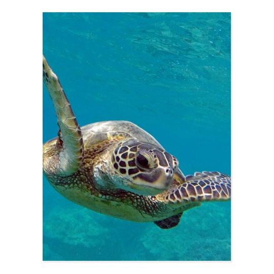 Hawaii Green Sea Turtle - Honu Postcard | Zazzle.com