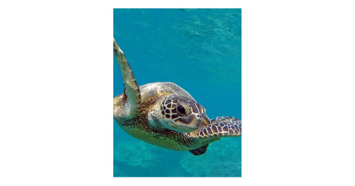 Hawaii Green Sea Turtle - Honu Postcard | Zazzle.com