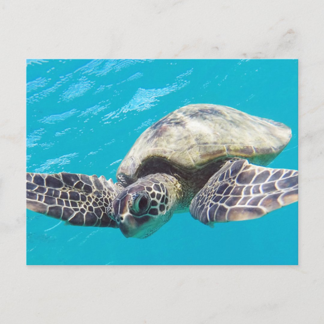 Hawaii Green Sea Turtle Postcard | Zazzle