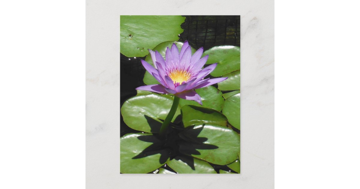 Hawaii Lotus Flower Postcard | Zazzle