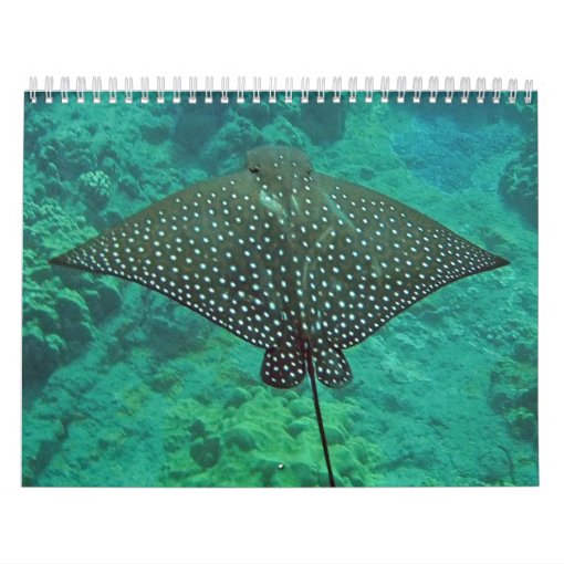 Hawaii Manta Rays, Eels and Octopus Calendar | Zazzle