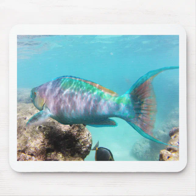 Hawaii Parrot Fish Mouse Pad | Zazzle