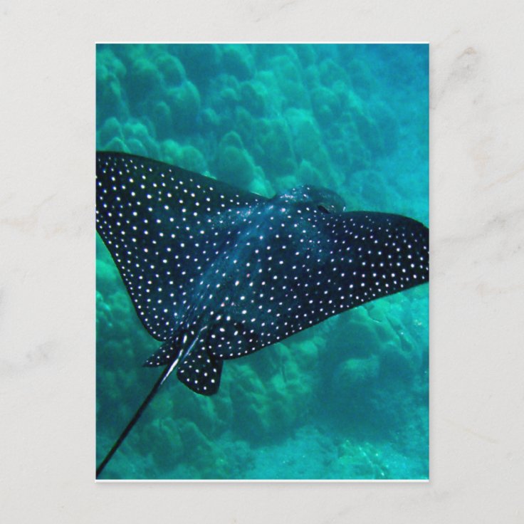 Hawaii Spotted Eagle Ray Postcard | Zazzle