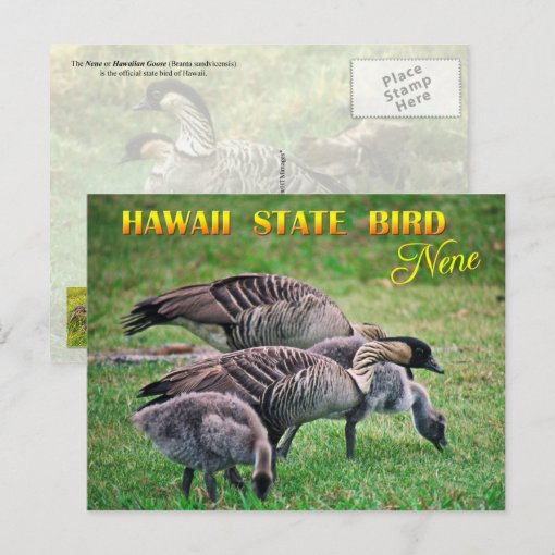 Hawaii State Bird - Nene or Hawaiian Goose Postcard | Zazzle