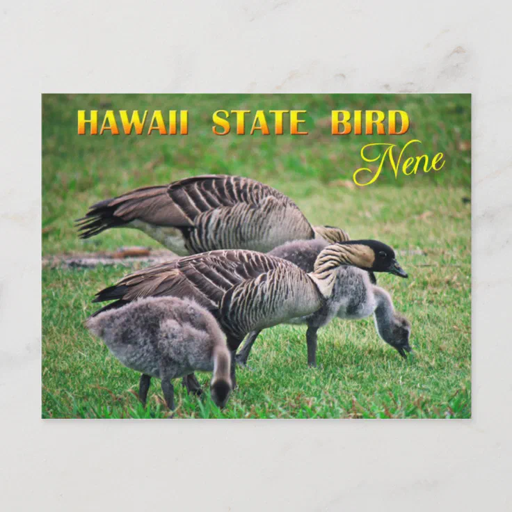 Hawaii State Bird - Nene or Hawaiian Goose Postcard | Zazzle