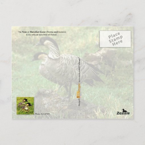 Hawaii State Bird - Nene or Hawaiian Goose Postcard | Zazzle