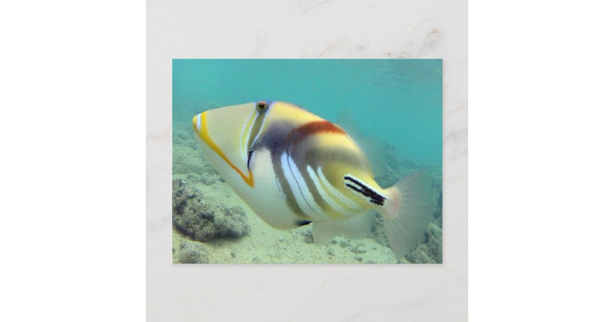 Hawaii State Fish - Humuhumunukunukuapua'a Postcard | Zazzle