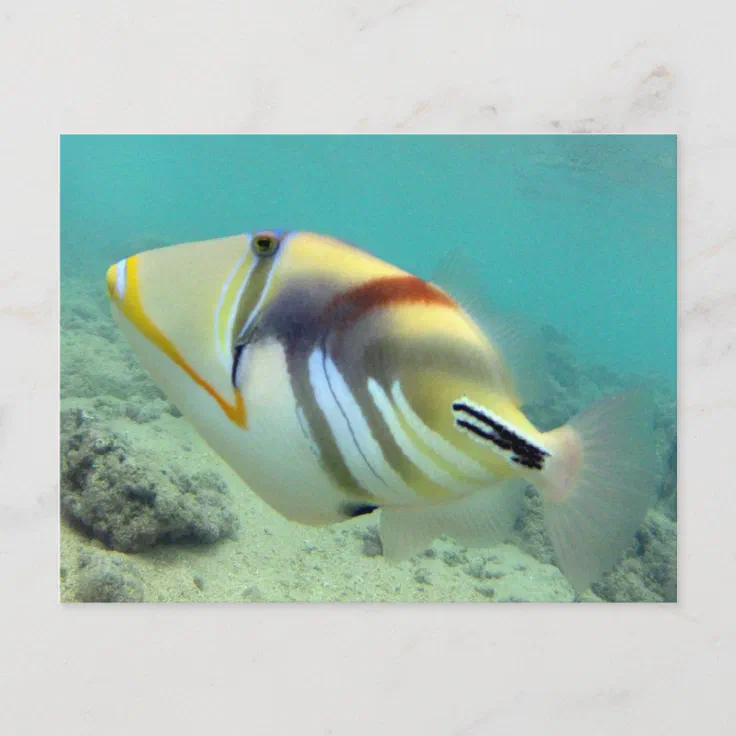 Hawaii State Fish - Humuhumunukunukuapua'a Postcard | Zazzle