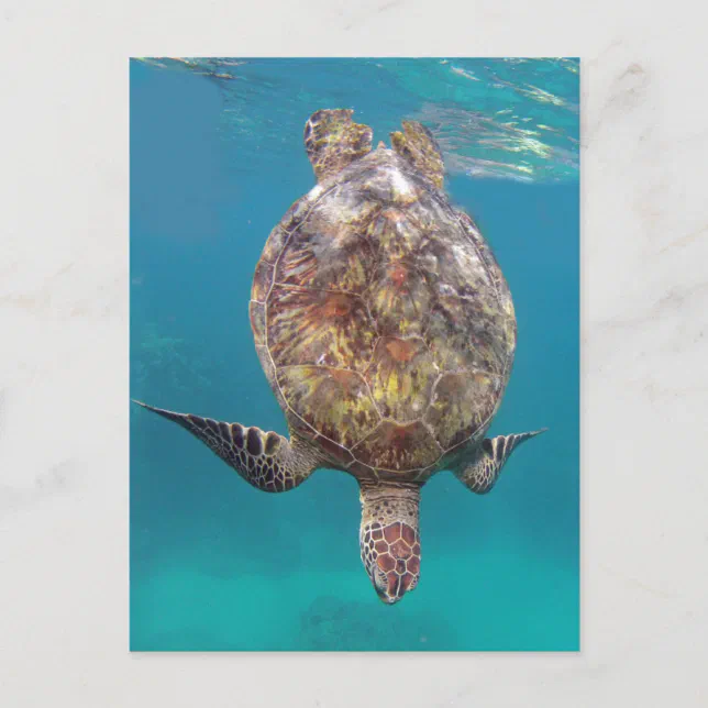Hawaii Turtle Shell Postcard | Zazzle