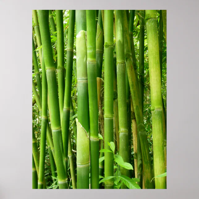 Hawaiian Bamboo Poster | Zazzle