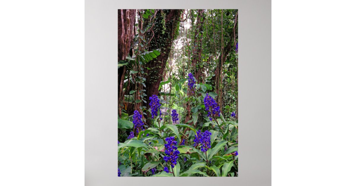 Hawaiian Blue Ginger Poster | Zazzle