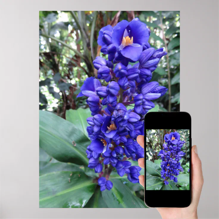 Hawaiian Blue Ginger Poster | Zazzle