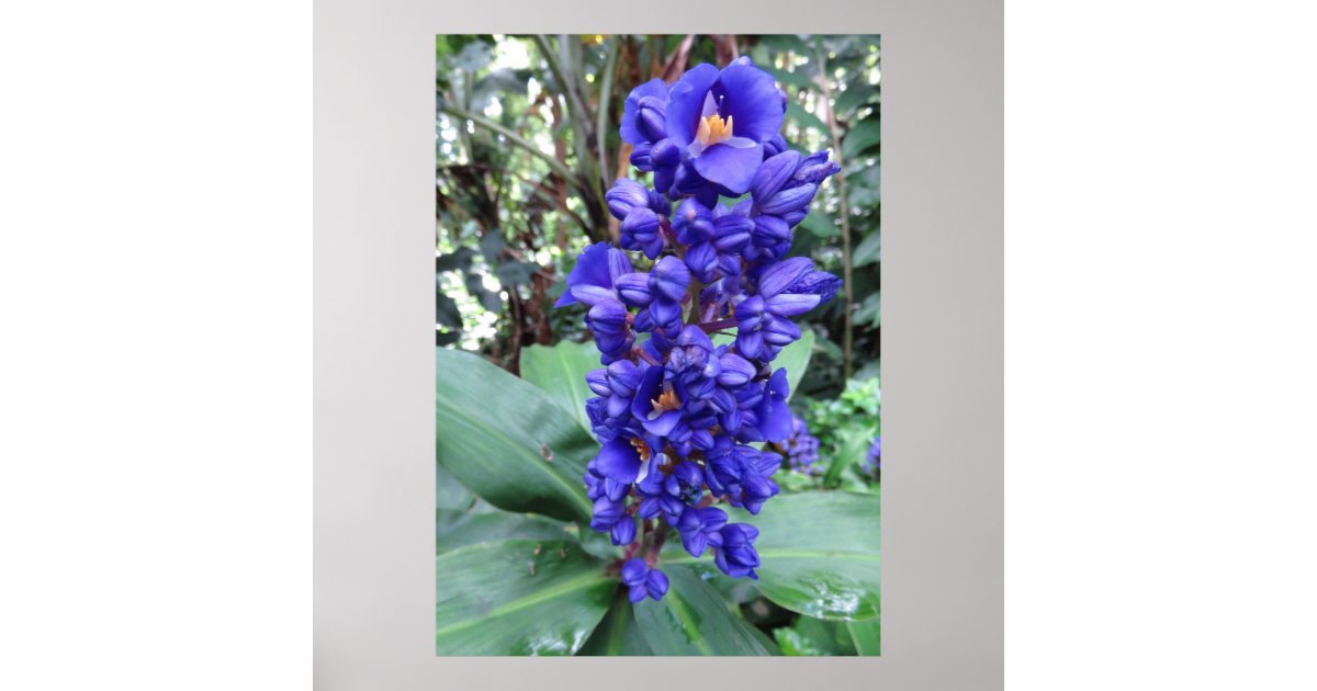 Hawaiian Blue Ginger Poster | Zazzle