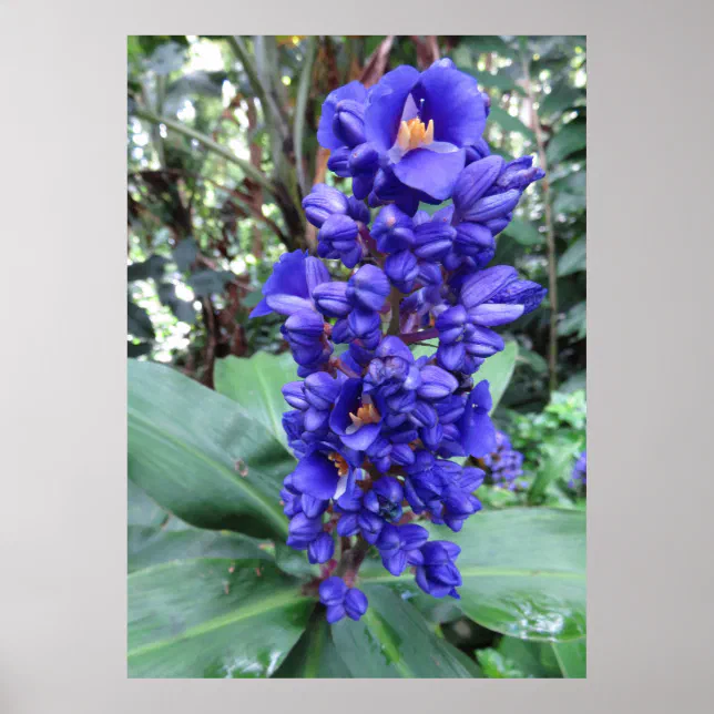 Hawaiian Blue Ginger Poster | Zazzle