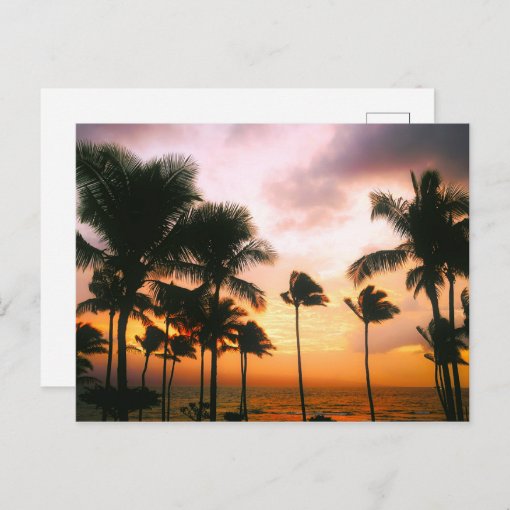 Hawaiian Exotic Beach Palm Trees Postcard | Zazzle