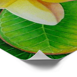 Hawaiian Frangipani Poster | Zazzle