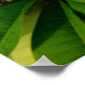 Hawaiian Frangipani Poster | Zazzle