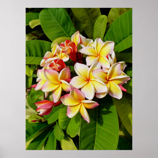 Hawaiian Frangipani Poster | Zazzle