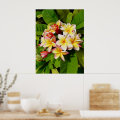 Hawaiian Frangipani Poster | Zazzle