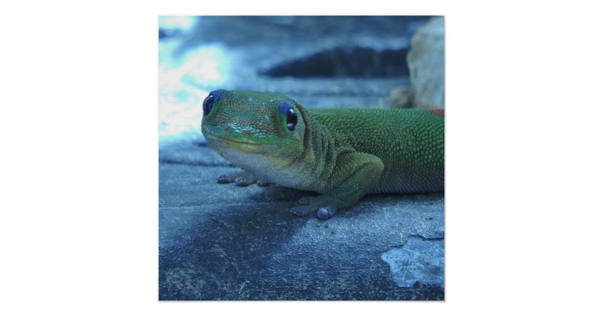Hawaiian Gecko Poster | Zazzle