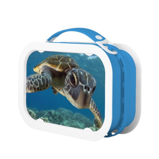 Hawaiian Green Sea Turtle Lunch Box | Zazzle