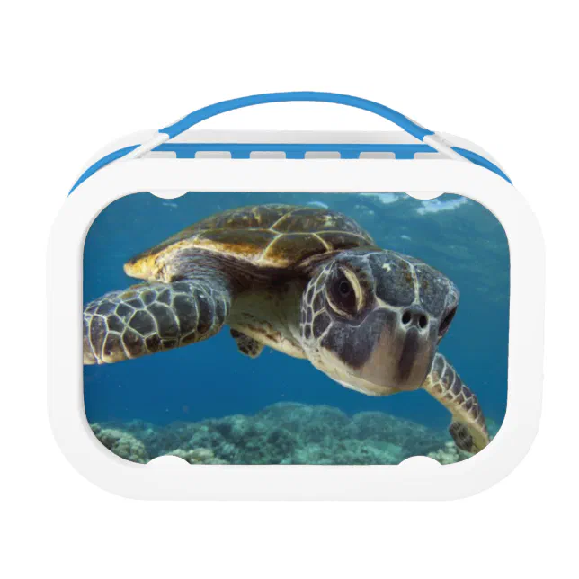 Hawaiian Green Sea Turtle Lunch Box | Zazzle