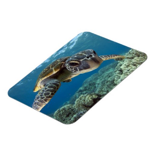 Hawaiian Green Sea Turtle Magnet | Zazzle