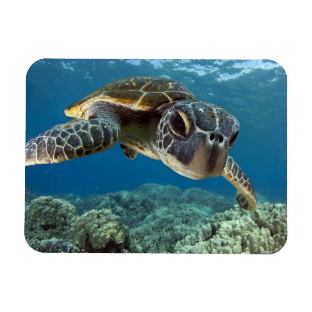 Hawaiian Green Sea Turtle Magnet | Zazzle