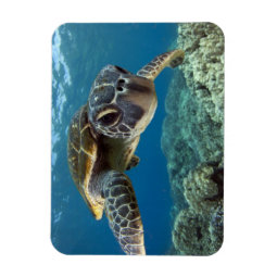Hawaiian Green Sea Turtle Magnet | Zazzle