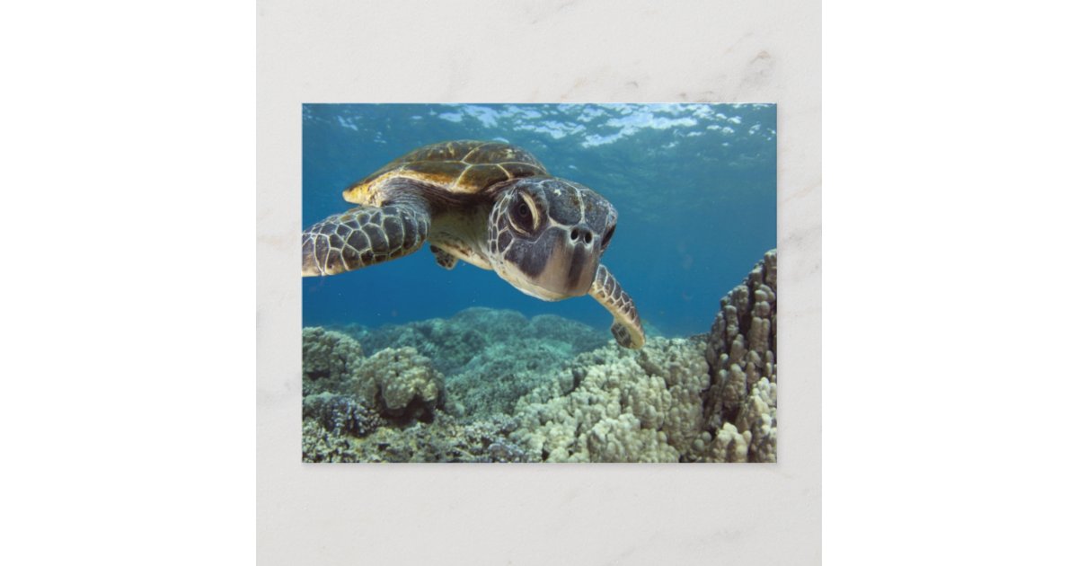 Hawaiian Green Sea Turtle Postcard | Zazzle