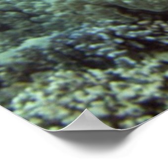 Hawaiian Green Sea Turtle Poster | Zazzle