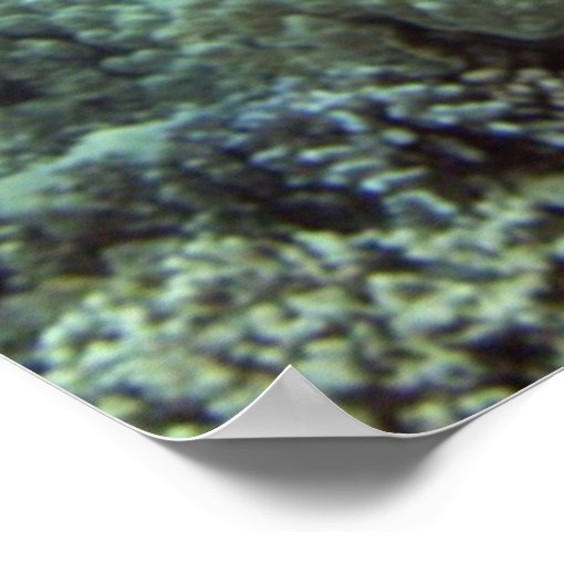 Hawaiian Green Sea Turtle Poster | Zazzle