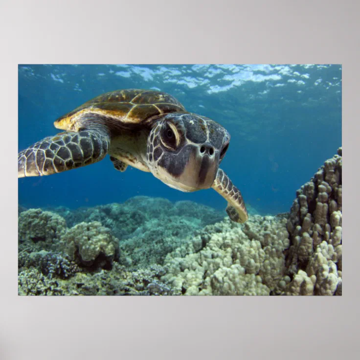Hawaiian Green Sea Turtle Poster | Zazzle