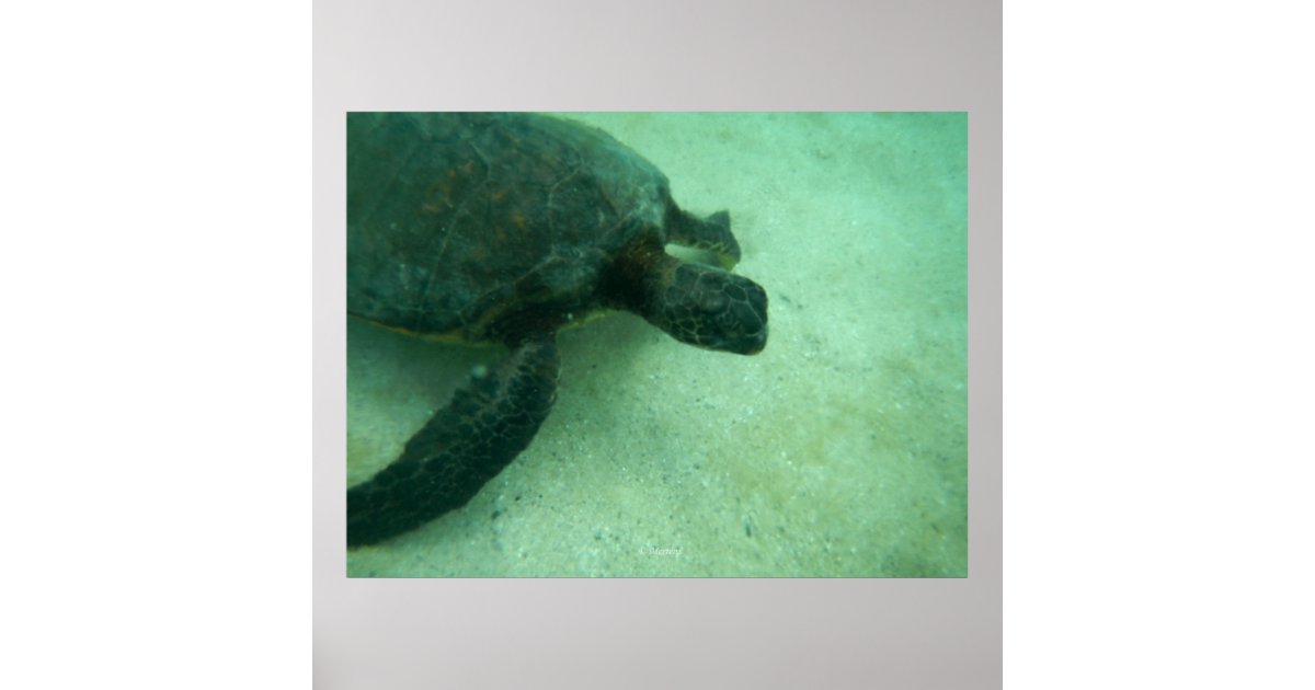 Hawaiian Green Sea Turtle Poster | Zazzle